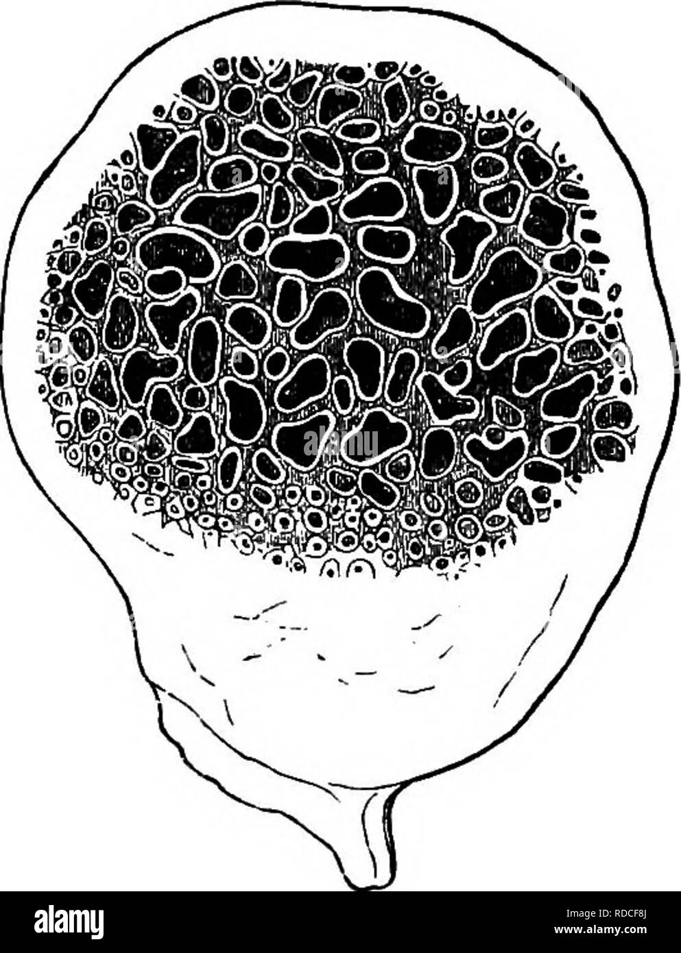 . Comparative morphology and biology of the fungi, mycetozoa and ...