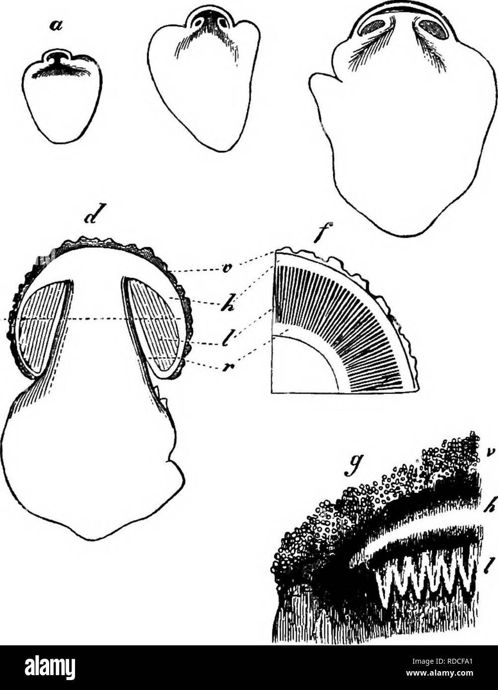 . Comparative morphology and biology of the fungi, mycetozoa and ...