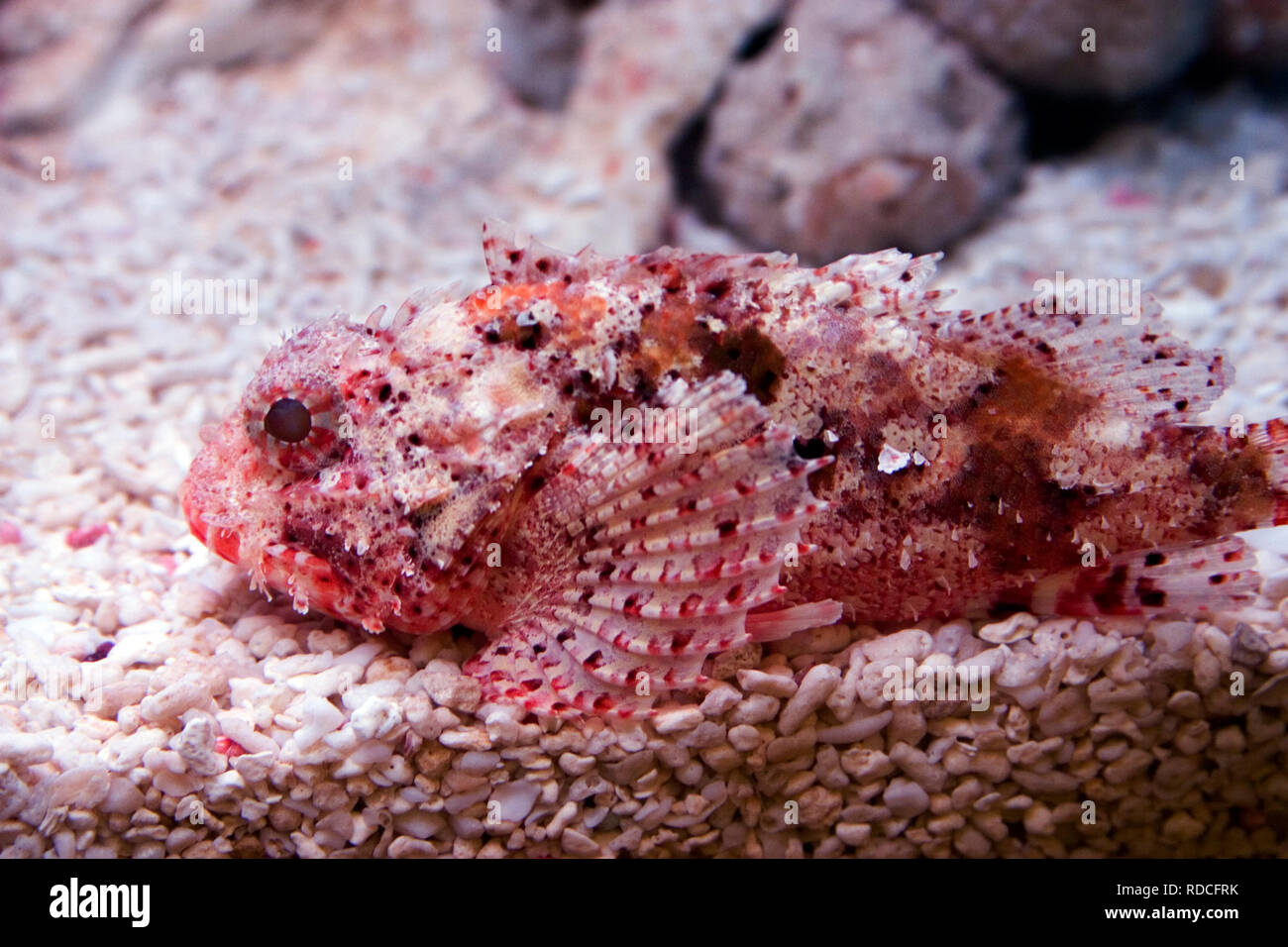 Stonefish asia hi-res stock photography and images - Alamy