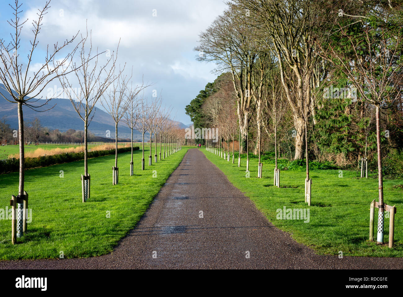 Cherry Drive alley with young cherry trees at Killarney House Estate ...