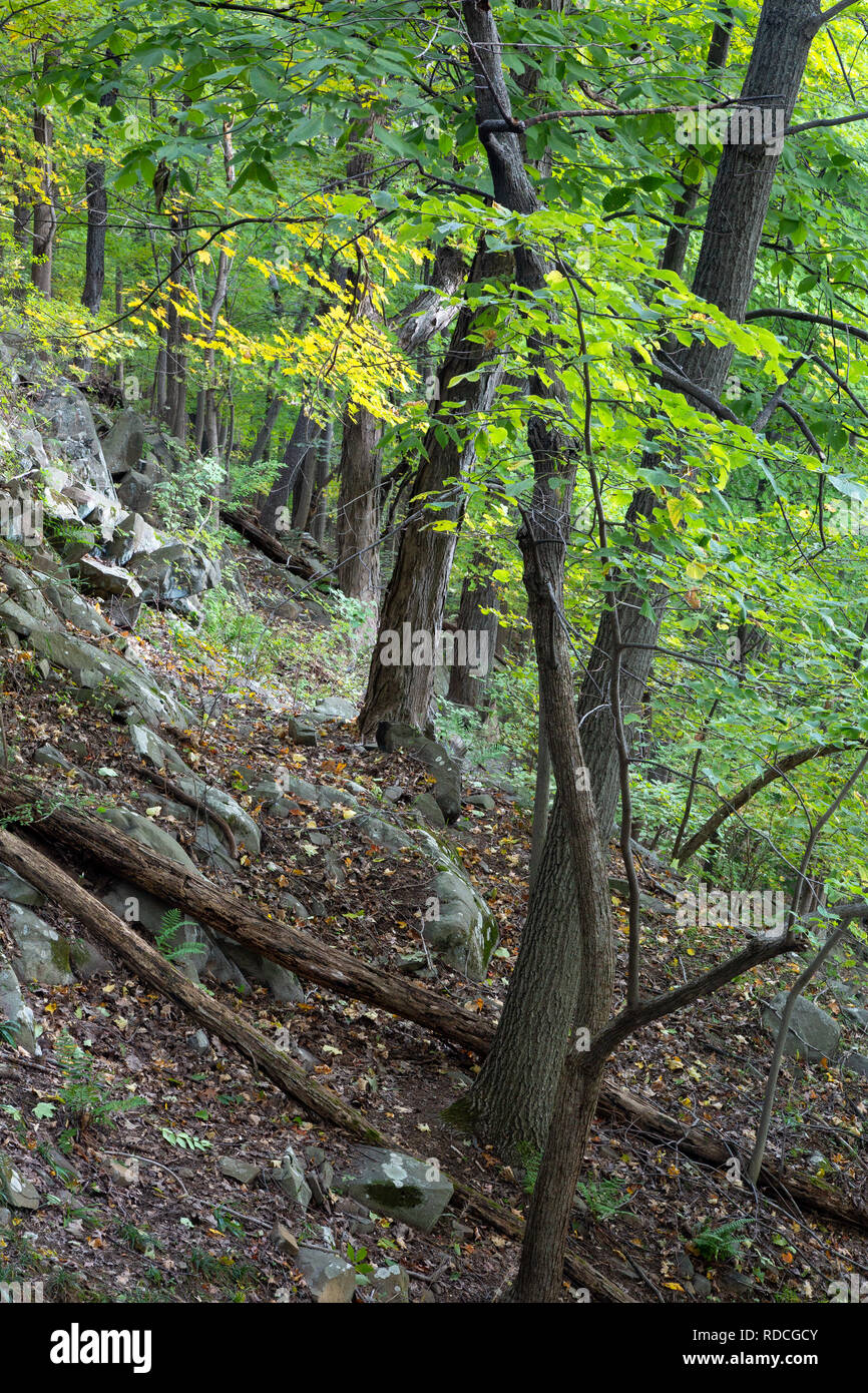Trees growing on the rocky slopes of the Palisades Cliffs. Tallman ...
