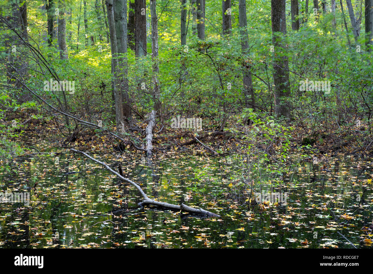 Tallman Park High Resolution Stock Photography and Images - Alamy