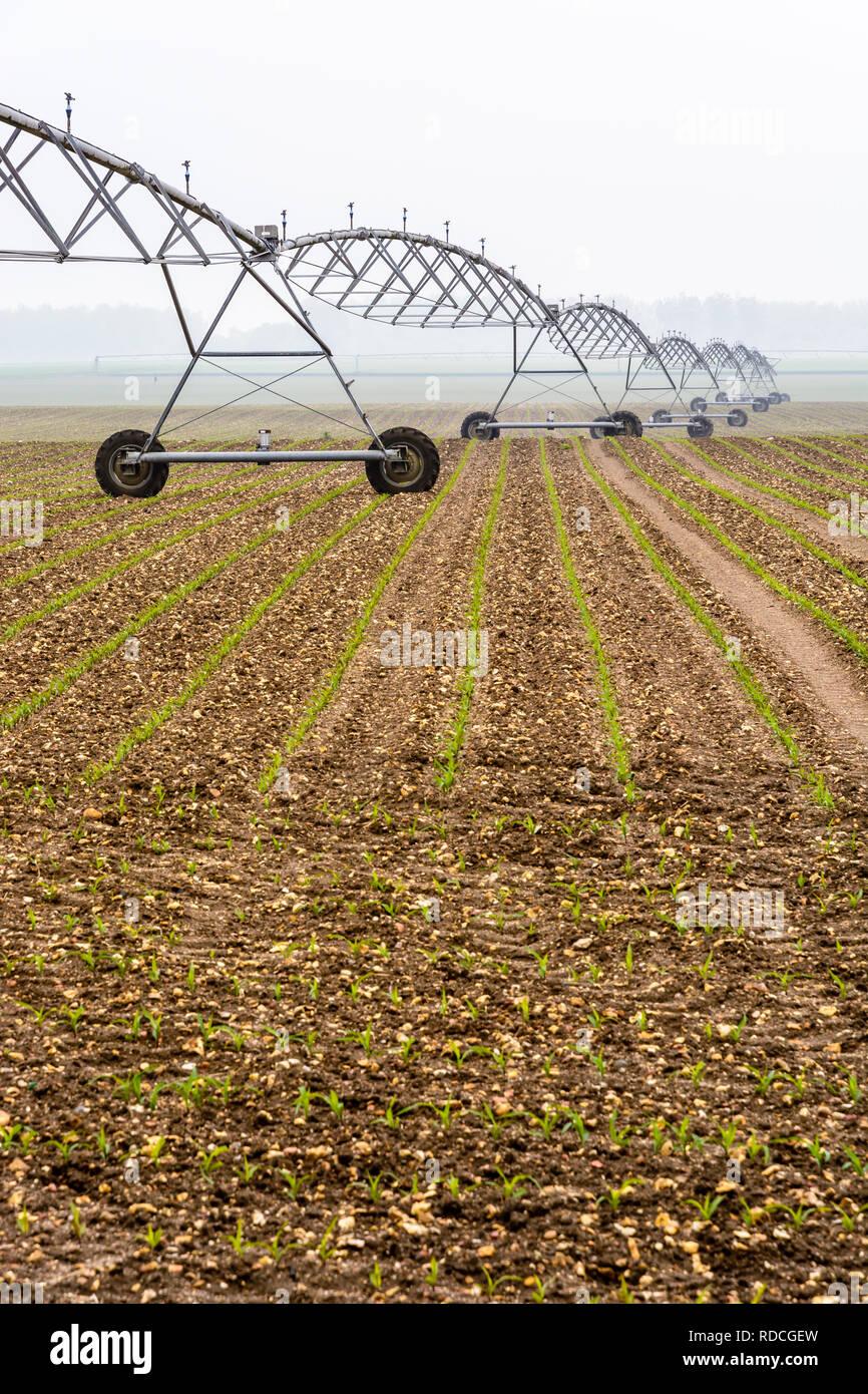 Side view of a center pivot irrigation system in a young field of corn ...