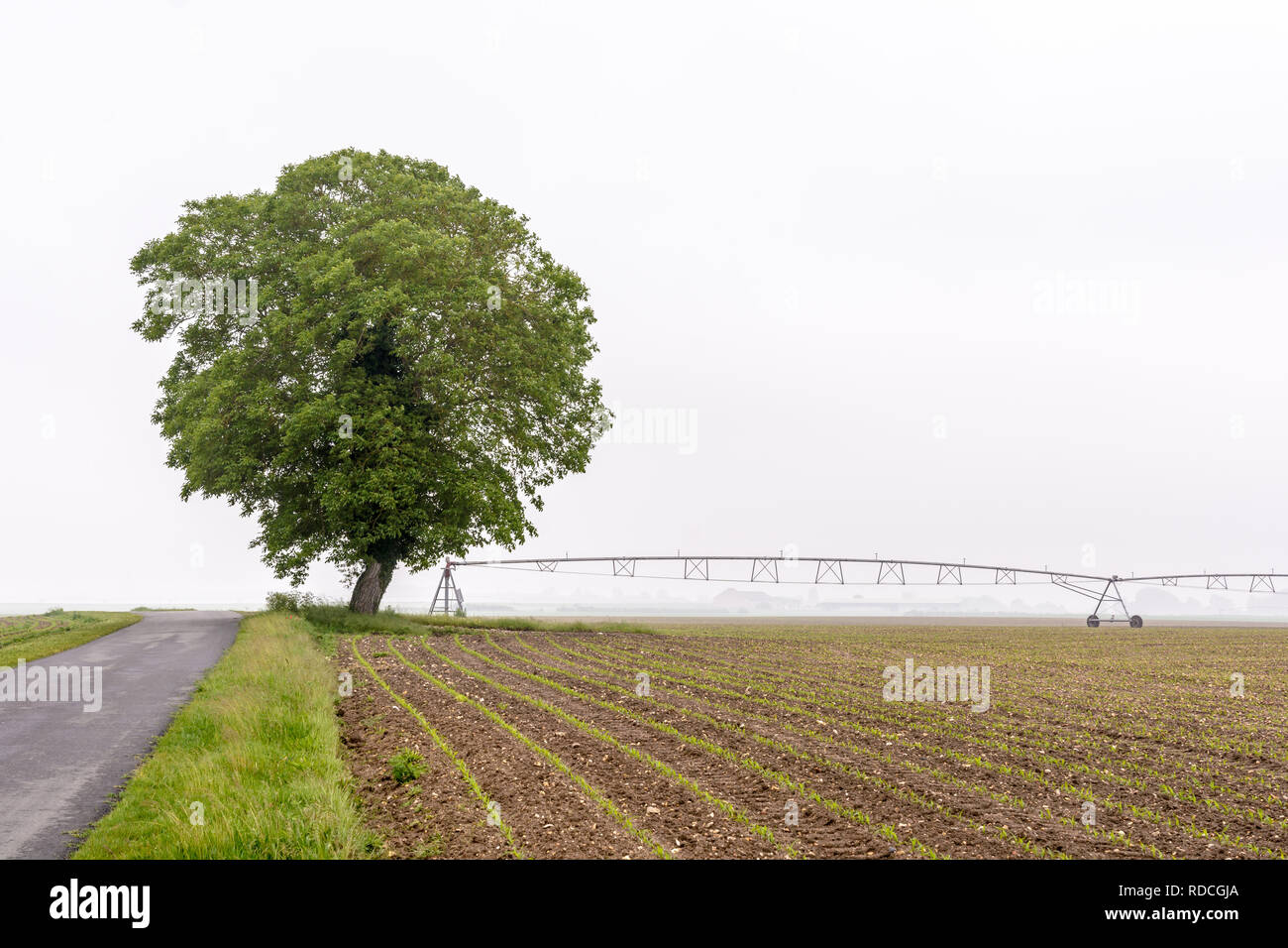 Walnut tree plantation in spring hi-res stock photography and images ...