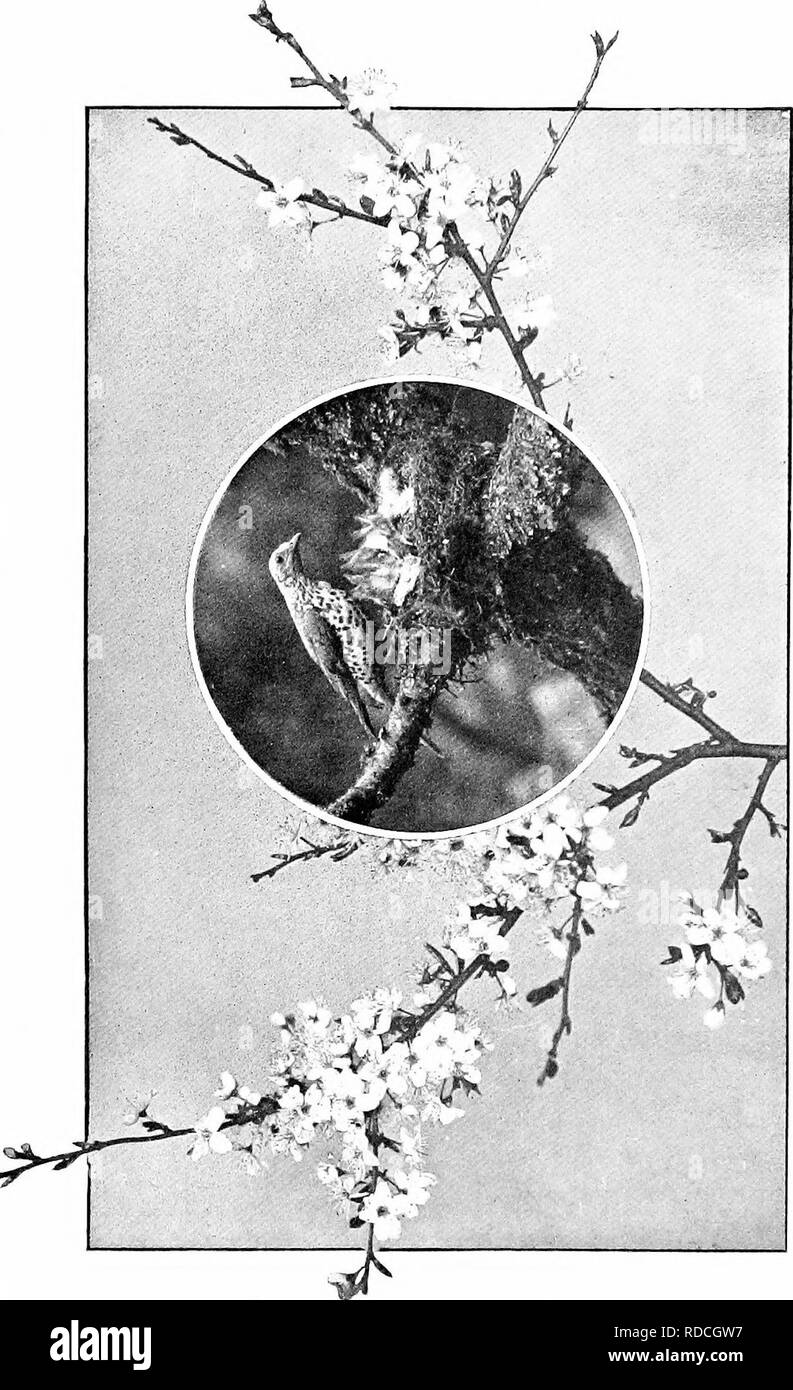 Cherry kearton hi-res stock photography and images - Alamy