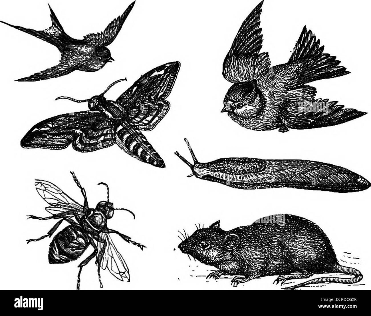 . The honey-bee; its nature, homes and products. Bees. THE ENEMIES OF ...