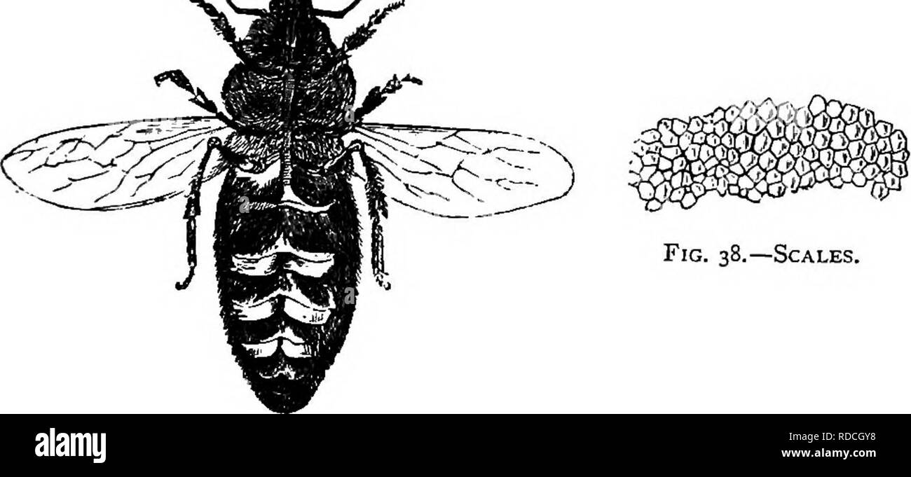 Membrane bee Black and White Stock Photos & Images - Alamy