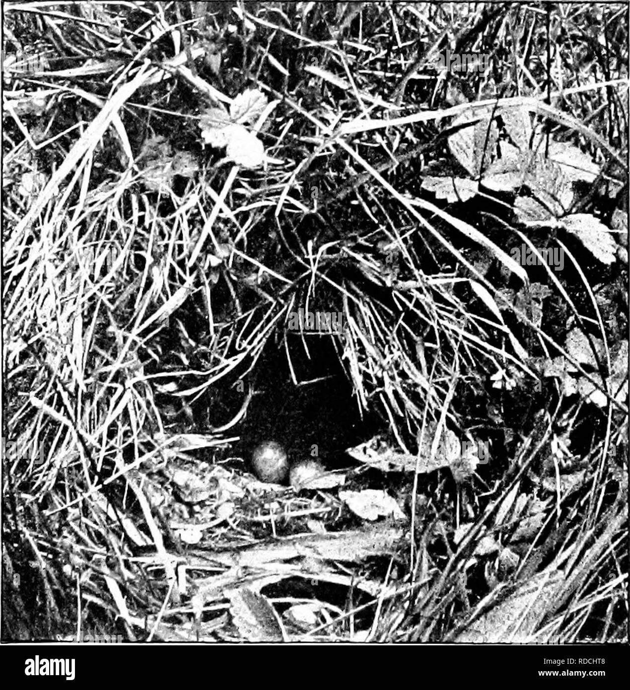 Blue nightingale Black and White Stock Photos & Images - Alamy