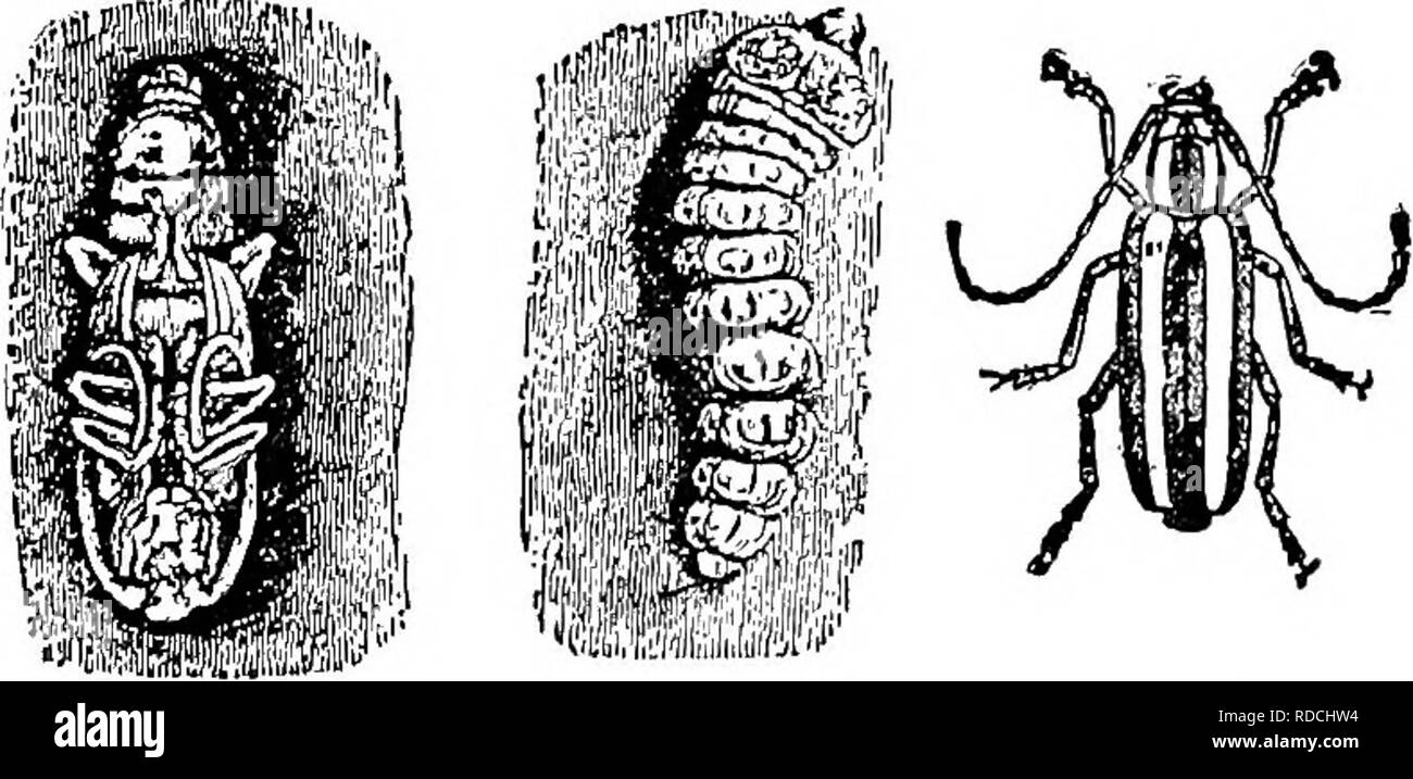 Apple tree borer Black and White Stock Photos & Images - Alamy