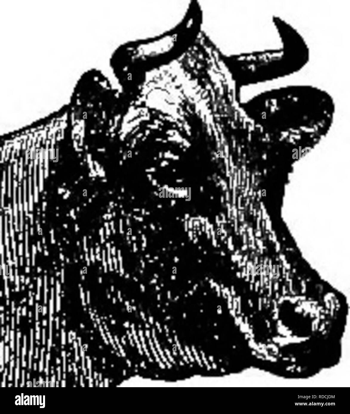Large hips buttocks behind hi-res stock photography and images - Alamy