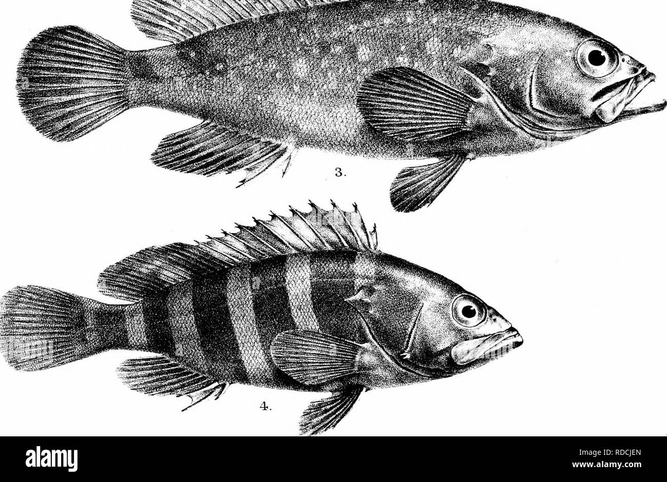 Diacanthus Black and White Stock Photos & Images - Alamy