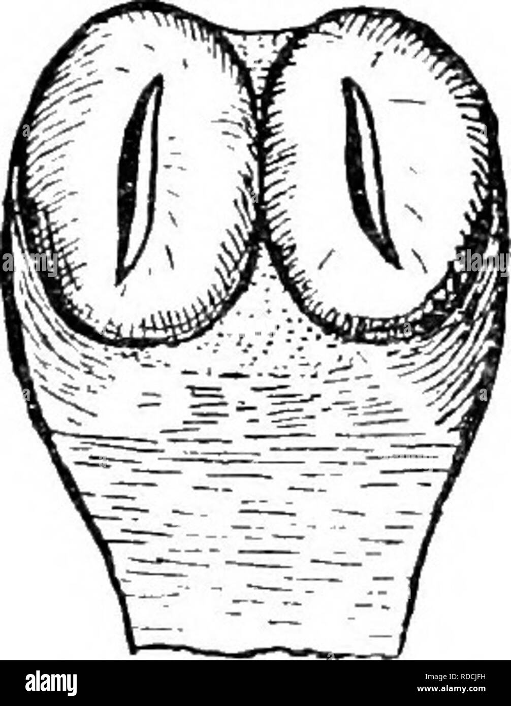 Genital pore hi-res stock photography and images - Alamy