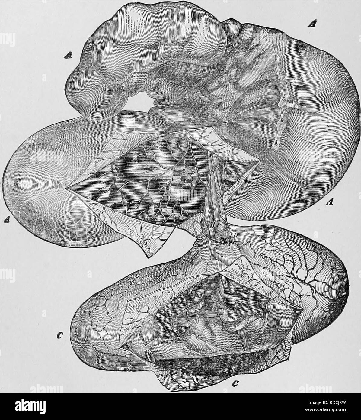 Hippomanes hi-res stock photography and images - Alamy