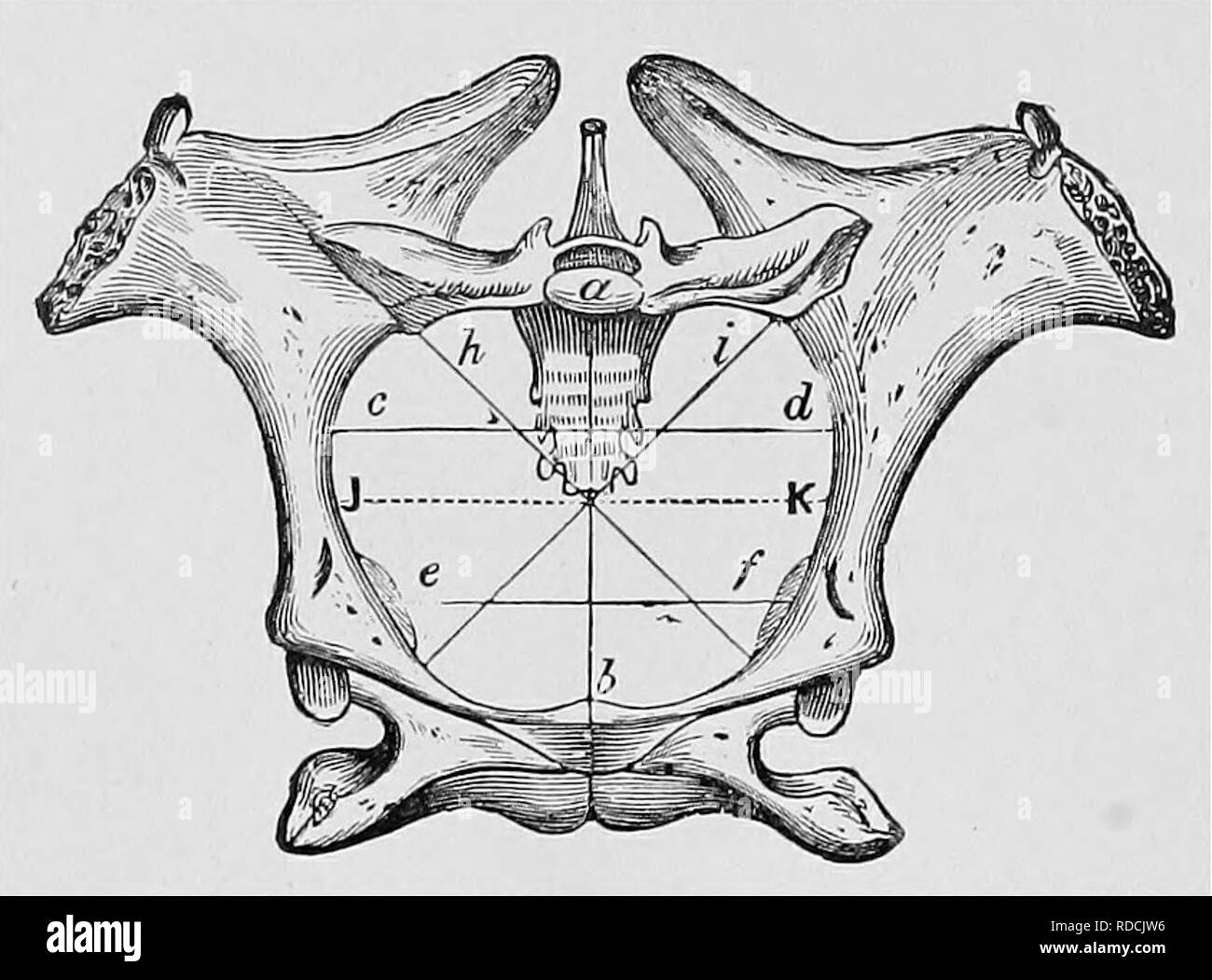 Sacrum base Black and White Stock Photos & Images - Alamy