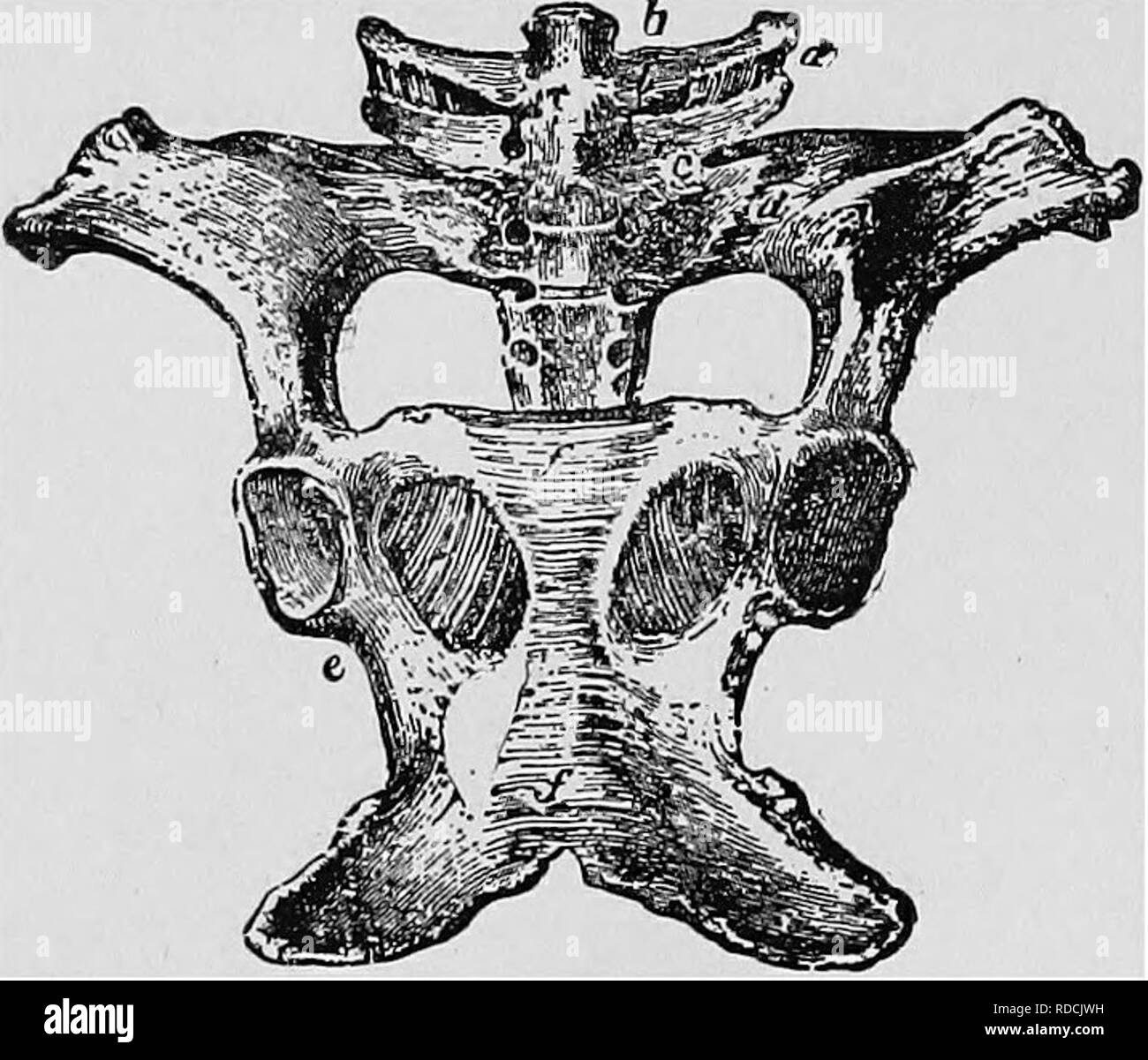. Veterinary obstetrics; a compendium for the use of students and ...