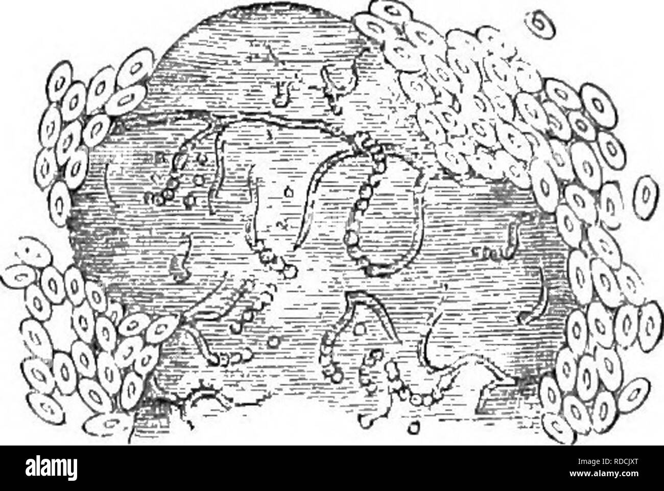 Sheep skin disease hi-res stock photography and images - Alamy