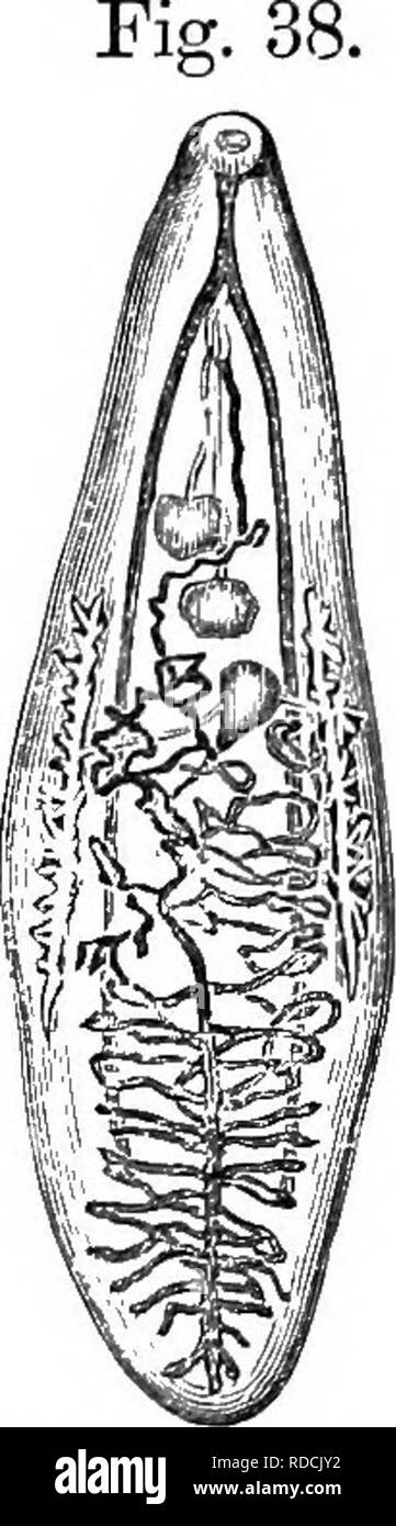 Sheep liver fluke fasciola hepatica hi-res stock photography and images ...