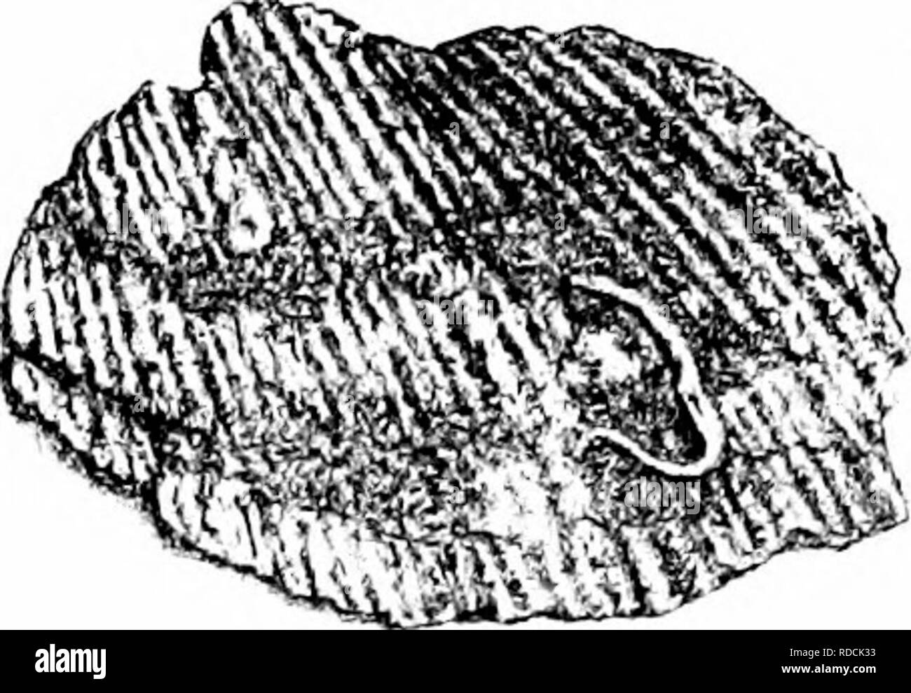 Sponges identification Black and White Stock Photos & Images - Alamy