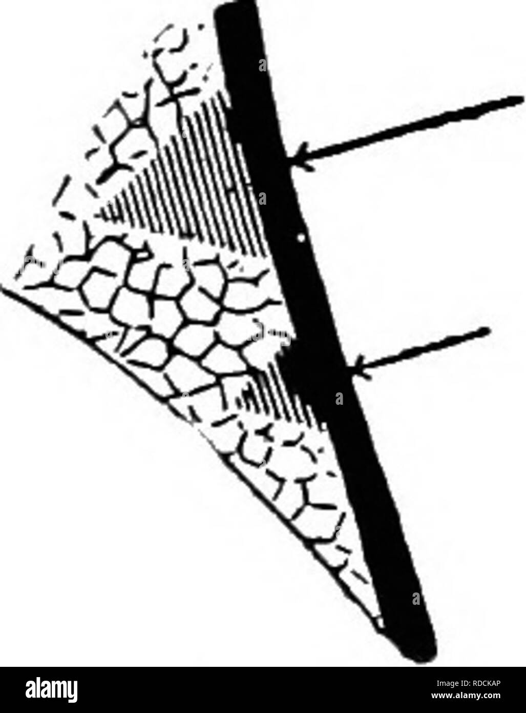 Praesens hi-res stock photography and images - Alamy