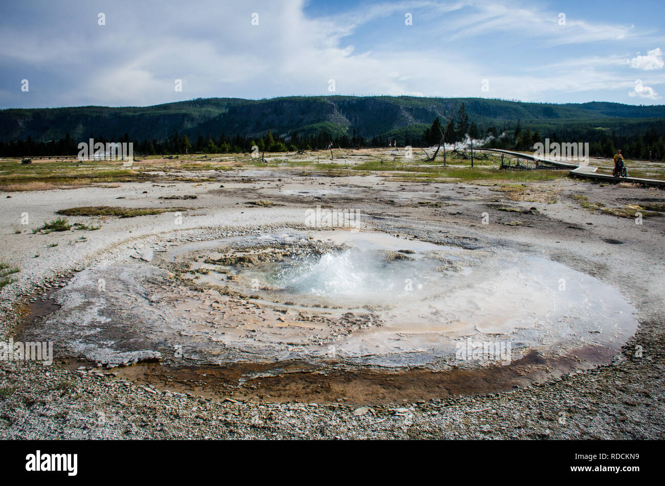 Bubbling and erupting geyser hot spring inside of Yellowstone National ...