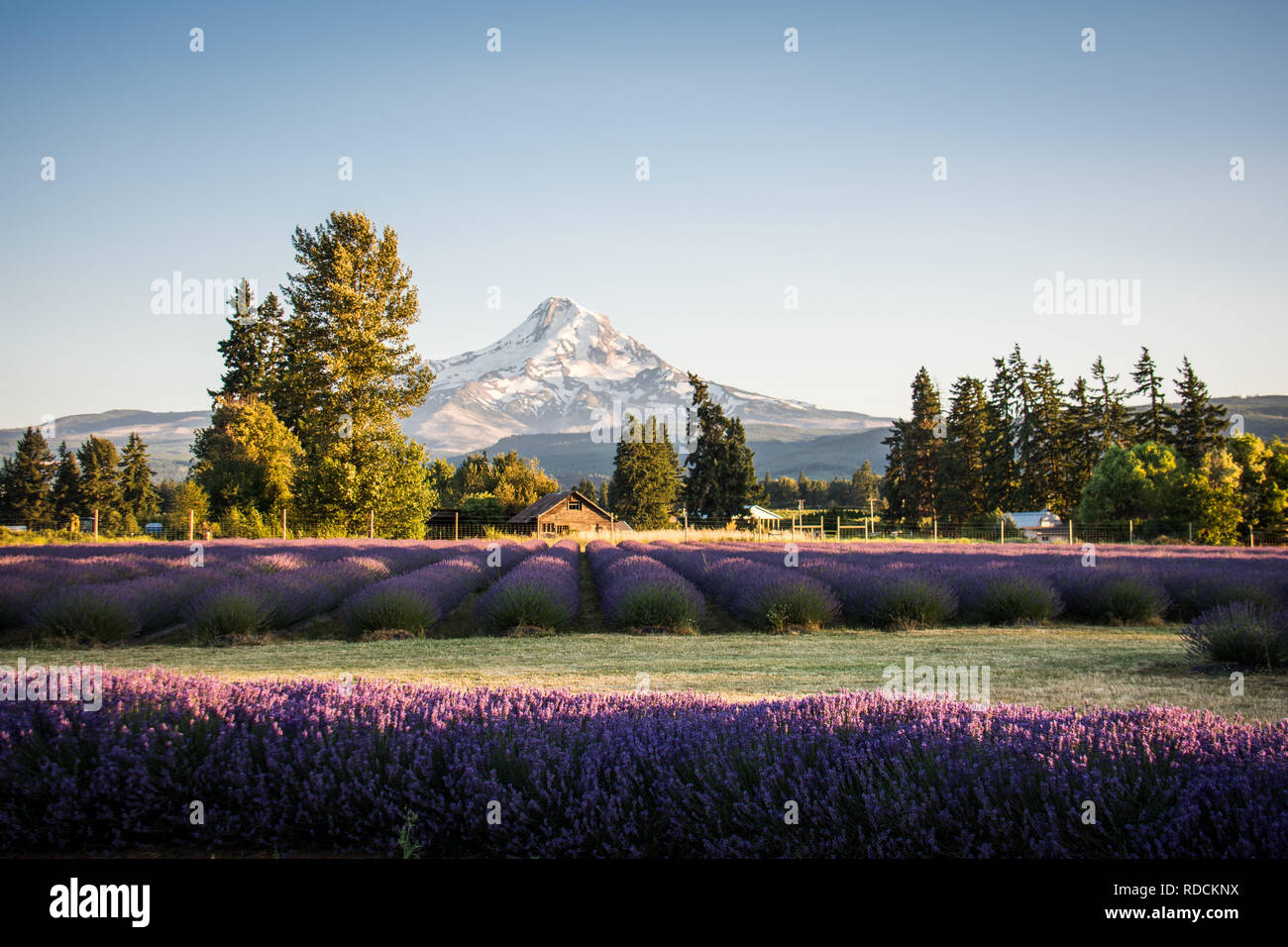Oregon lavender farm hi-res stock photography and images - Alamy