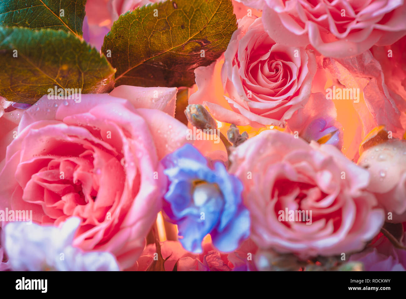 Glowing red rose flower bouquet hi-res stock photography and images - Alamy