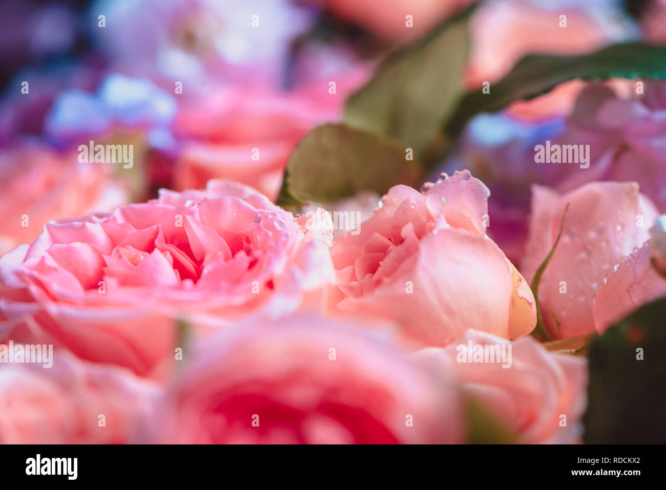Peony roses and small flowers with an inner glow. Beautiful flower ...