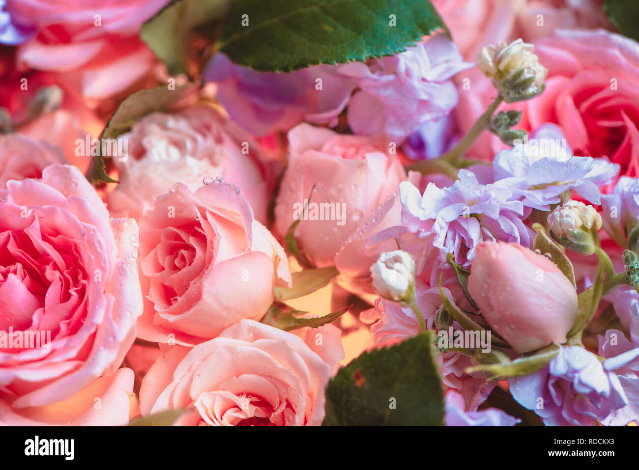 Roses background hi-res stock photography and images - Alamy