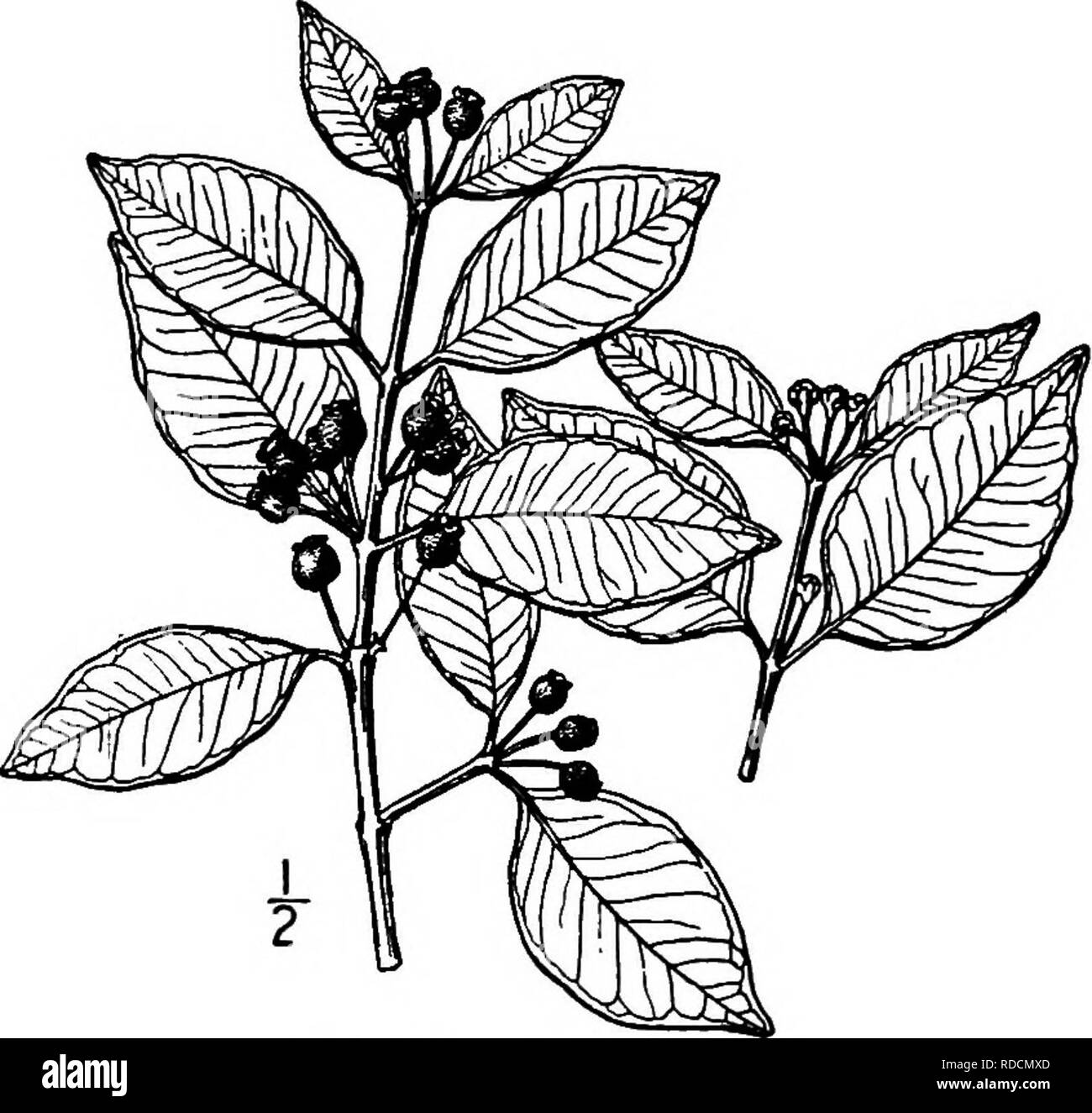 Spiceberry Black and White Stock Photos & Images - Alamy