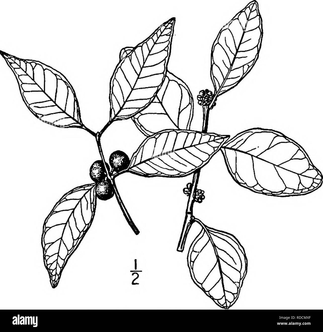 Hairy lateral lobes Black and White Stock Photos & Images - Alamy