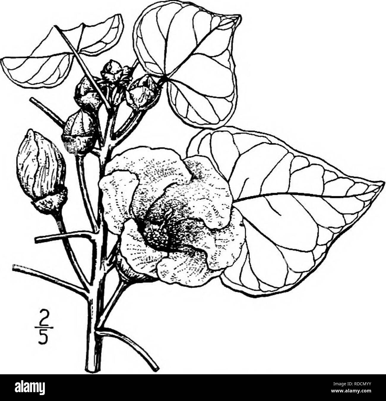 . North American trees : being descriptions and illustrations of the ...