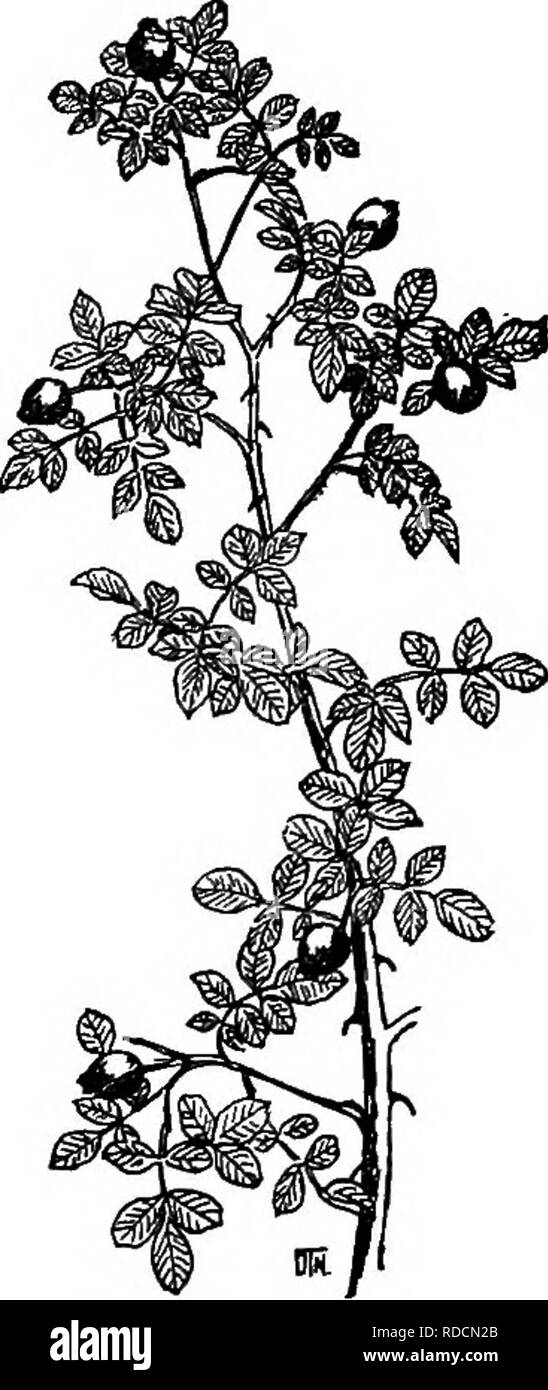 Poison Grass Drawing