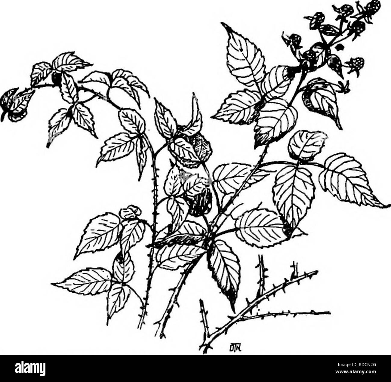 Thorny canes hi-res stock photography and images - Alamy