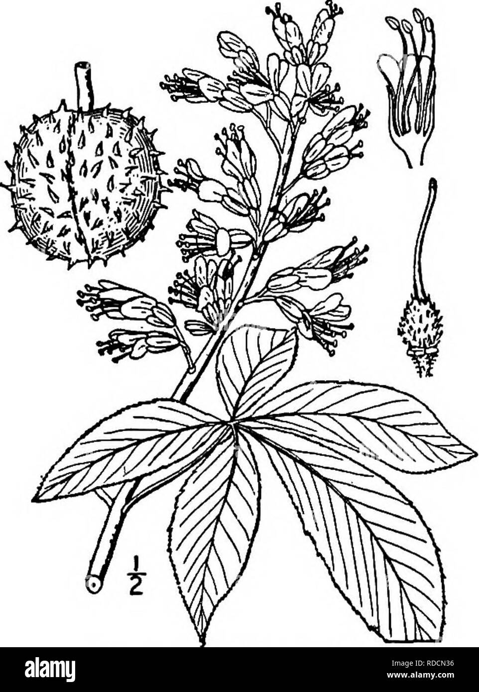 Ohio buckeye tree High Resolution Stock Photography and Images - Alamy