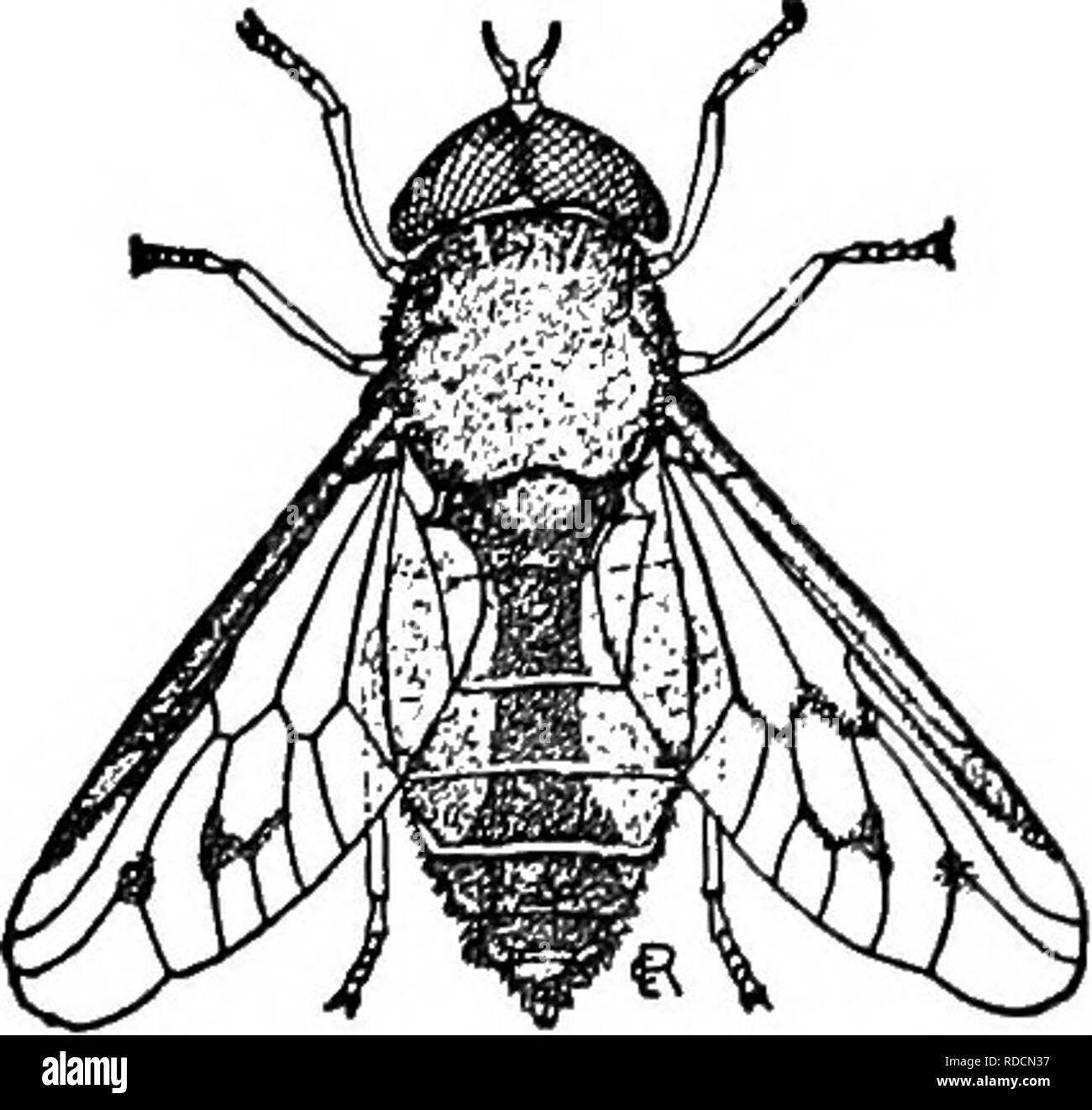 Buffalo gnat Black and White Stock Photos & Images - Alamy