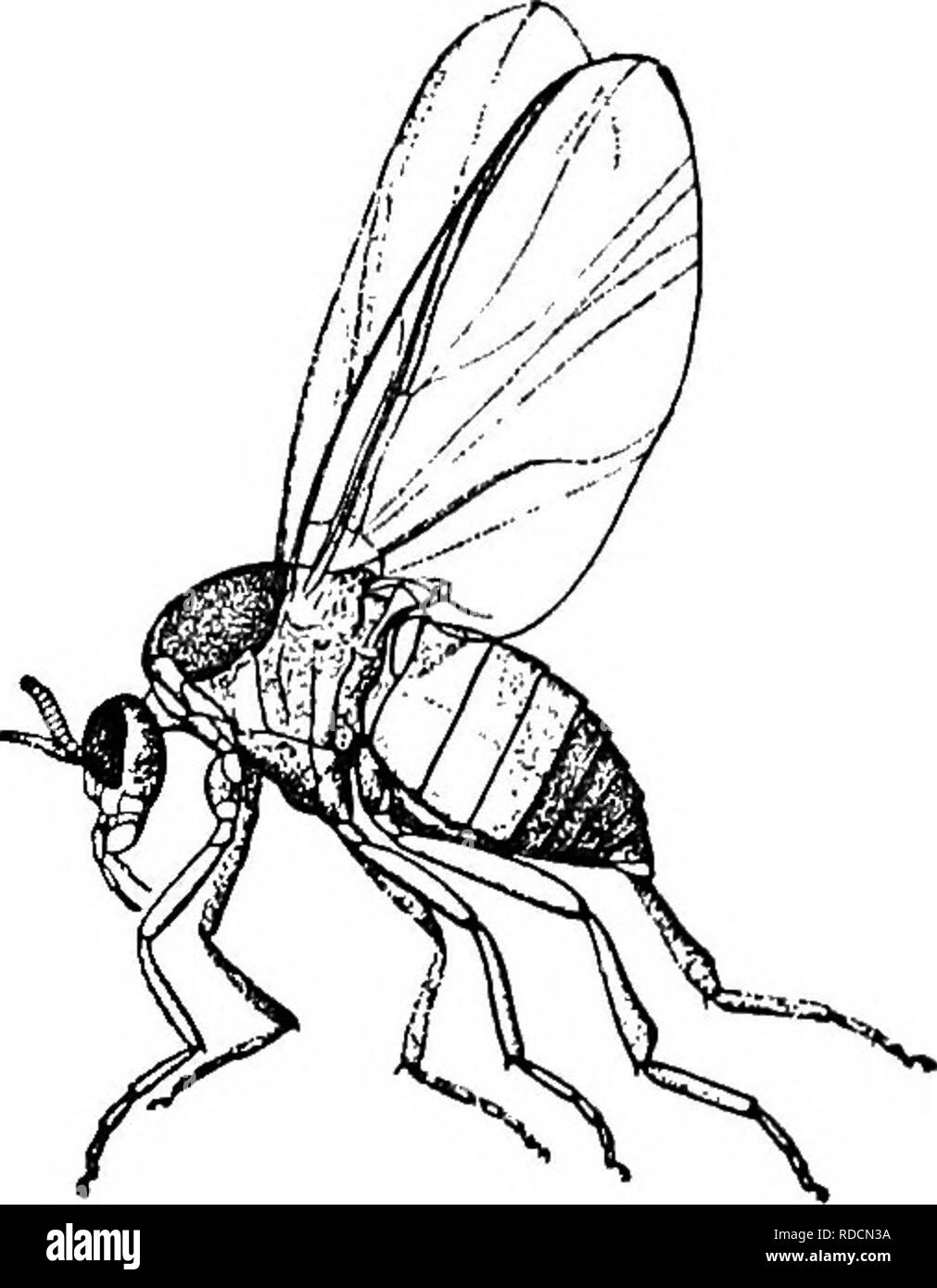 Buffalo gnat hi-res stock photography and images - Alamy