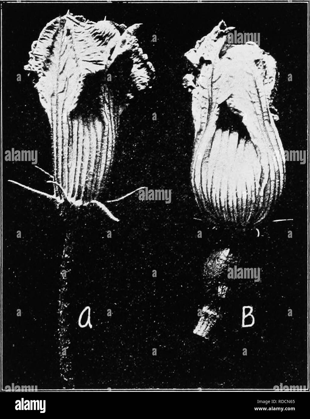 Botany cucurbita Black and White Stock Photos & Images - Alamy