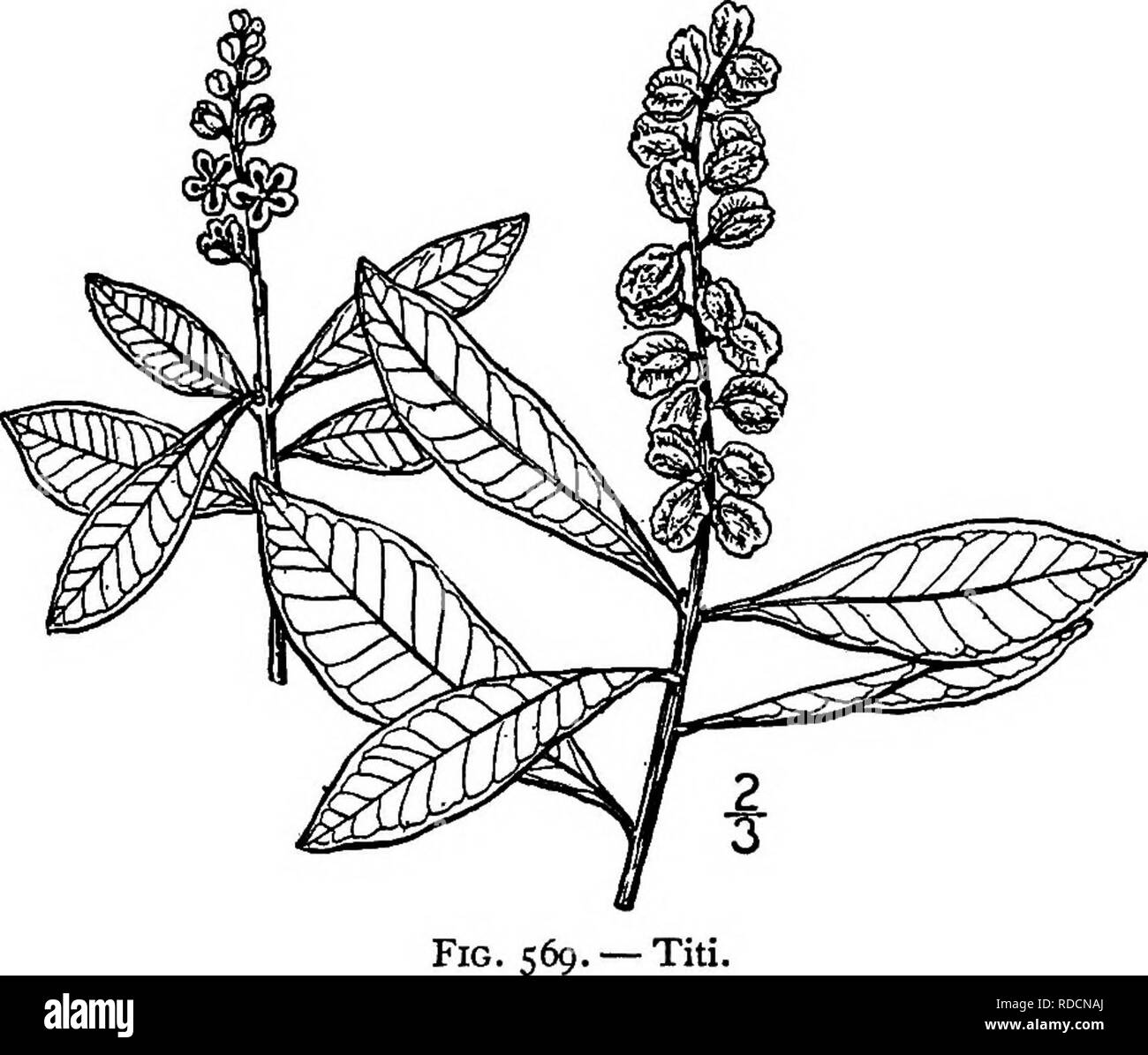 Racemes of buds that open Black and White Stock Photos & Images - Alamy