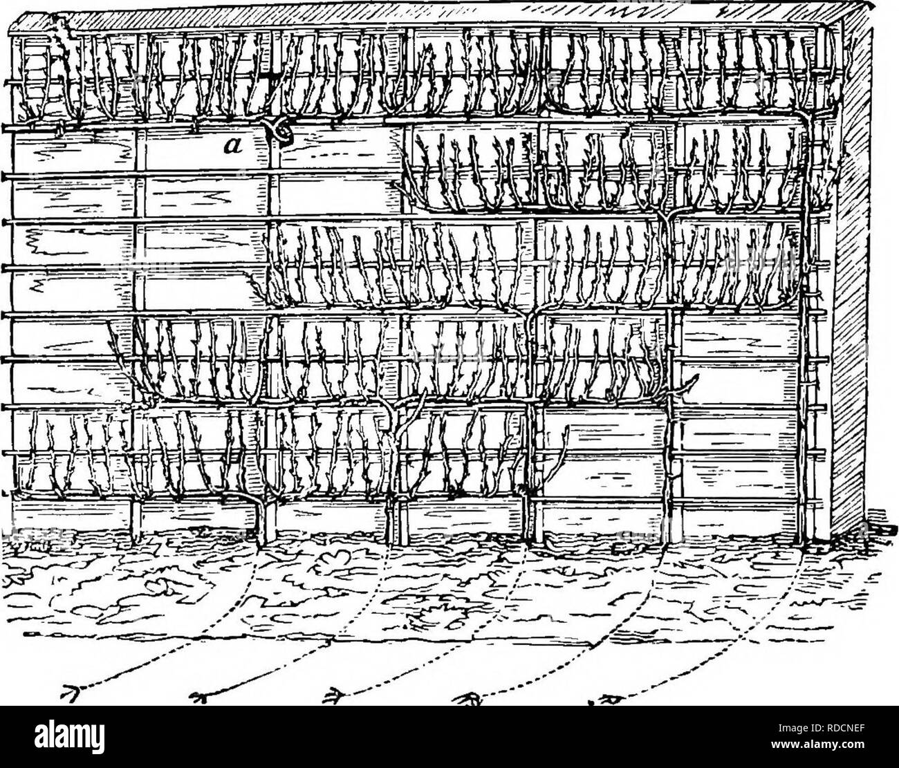 Training of vine Black and White Stock Photos & Images - Alamy