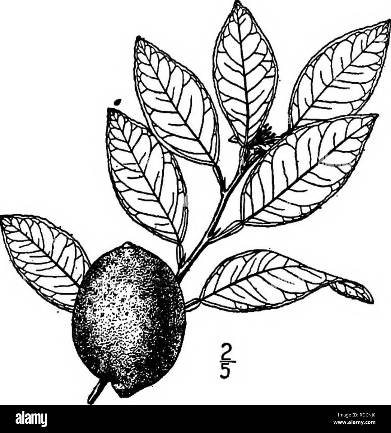 Thorny lemon tree Black and White Stock Photos & Images - Alamy