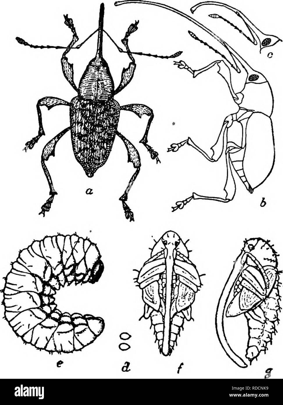 Balaninus hi-res stock photography and images - Alamy