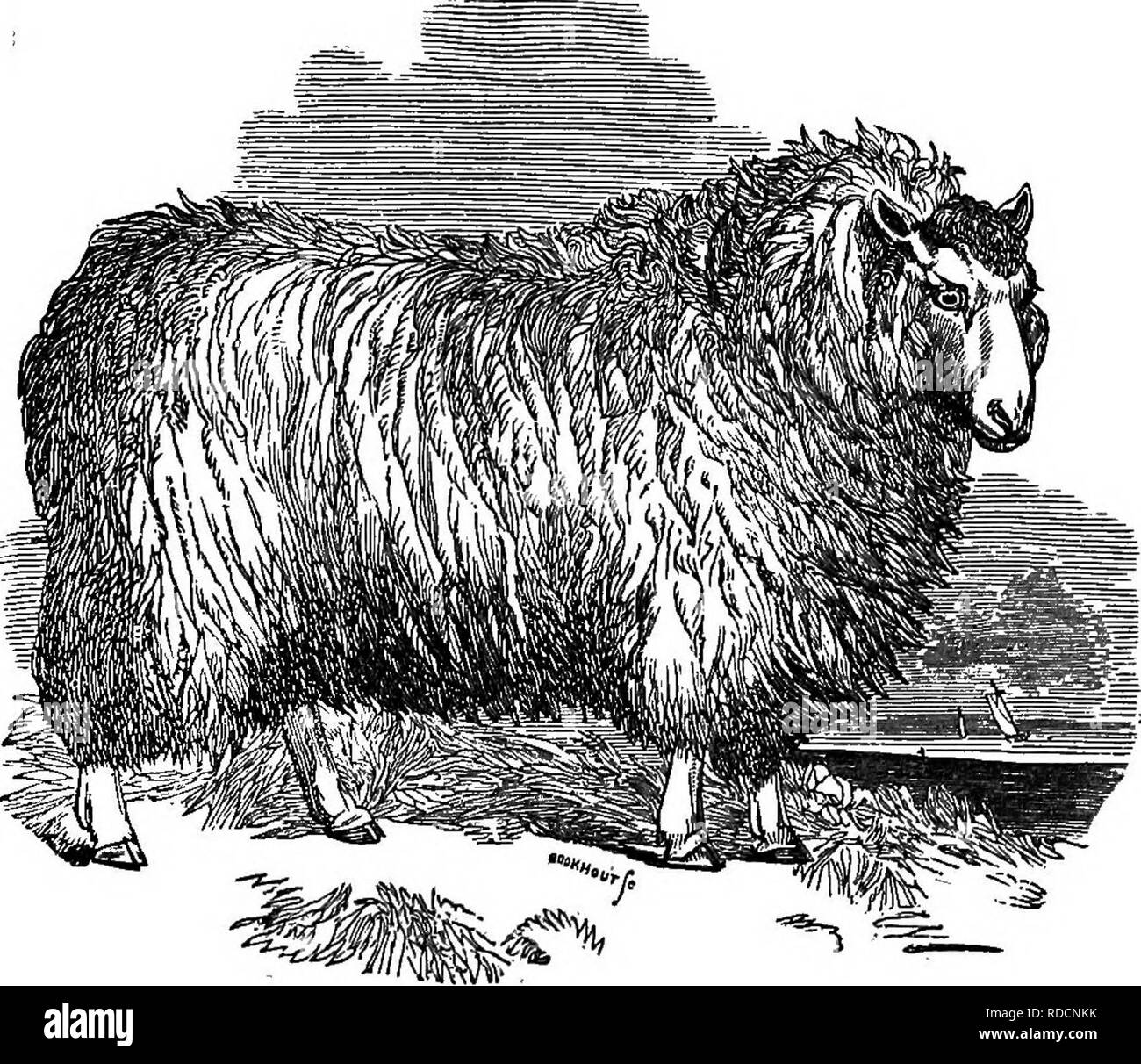 British sheep breeds Black and White Stock Photos & Images - Alamy