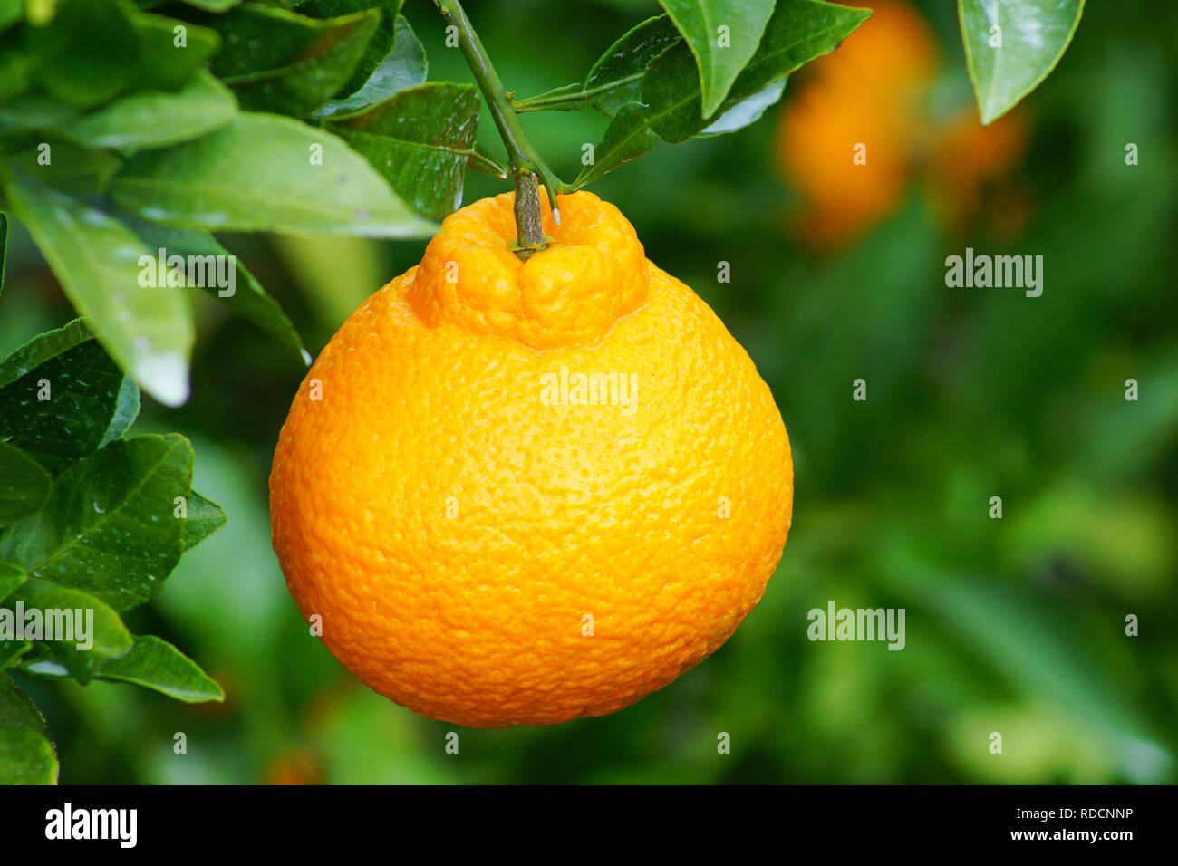 Dekopon (Citrus Fruit Stock Photo - Alamy