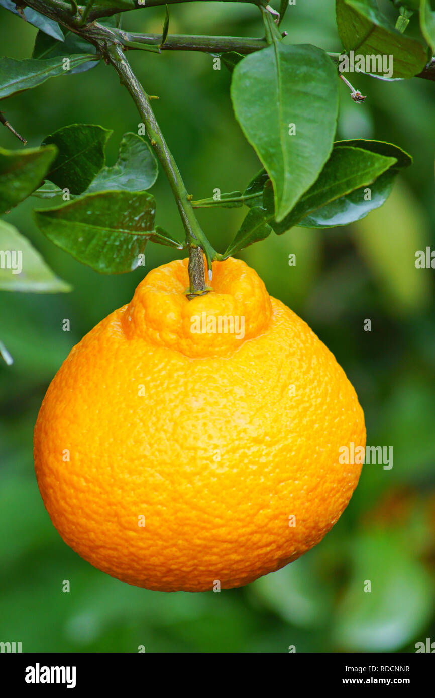 Dekopon (Citrus Fruit Stock Photo - Alamy