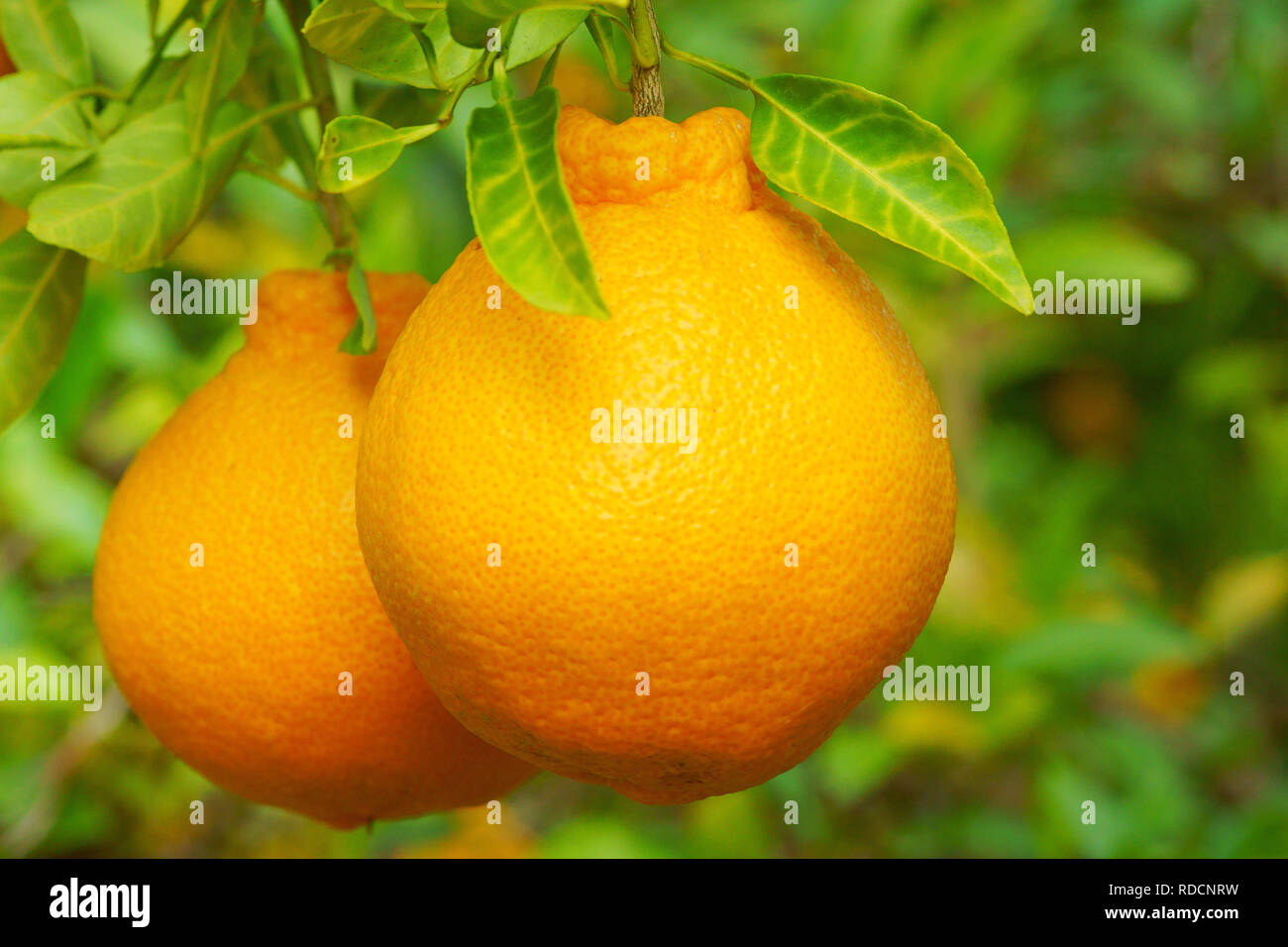 Dekopon (Citrus Fruit Stock Photo - Alamy