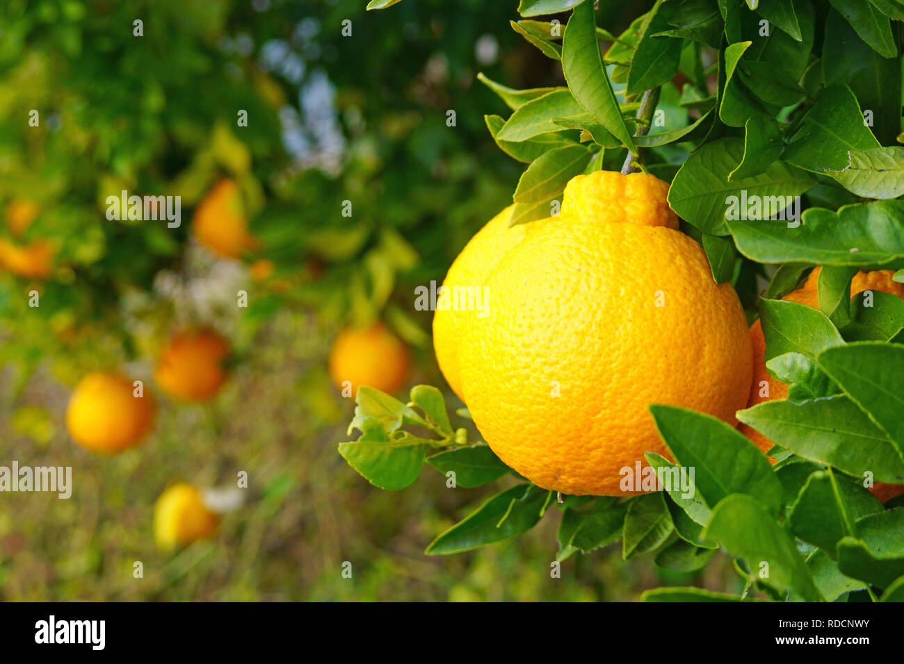 Fruit kyushu hi-res stock photography and images - Alamy
