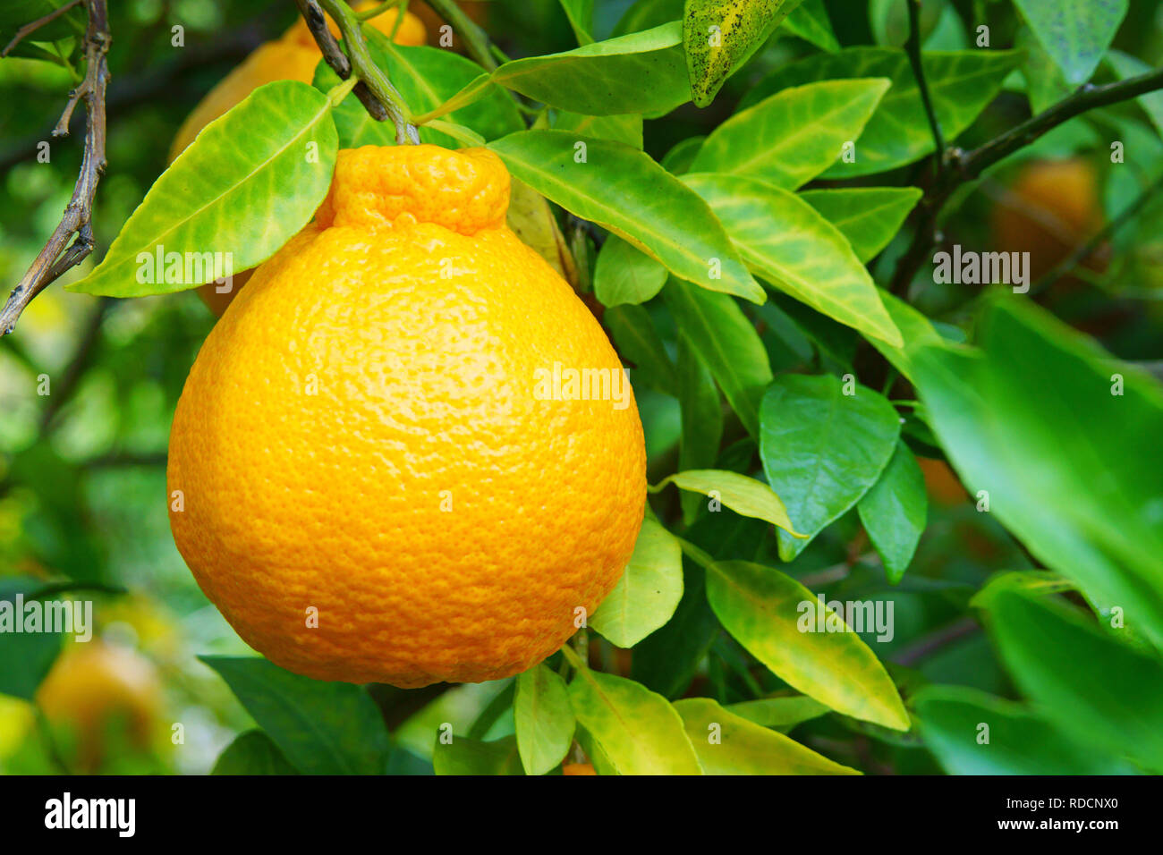 Dekopon (Citrus Fruit Stock Photo - Alamy