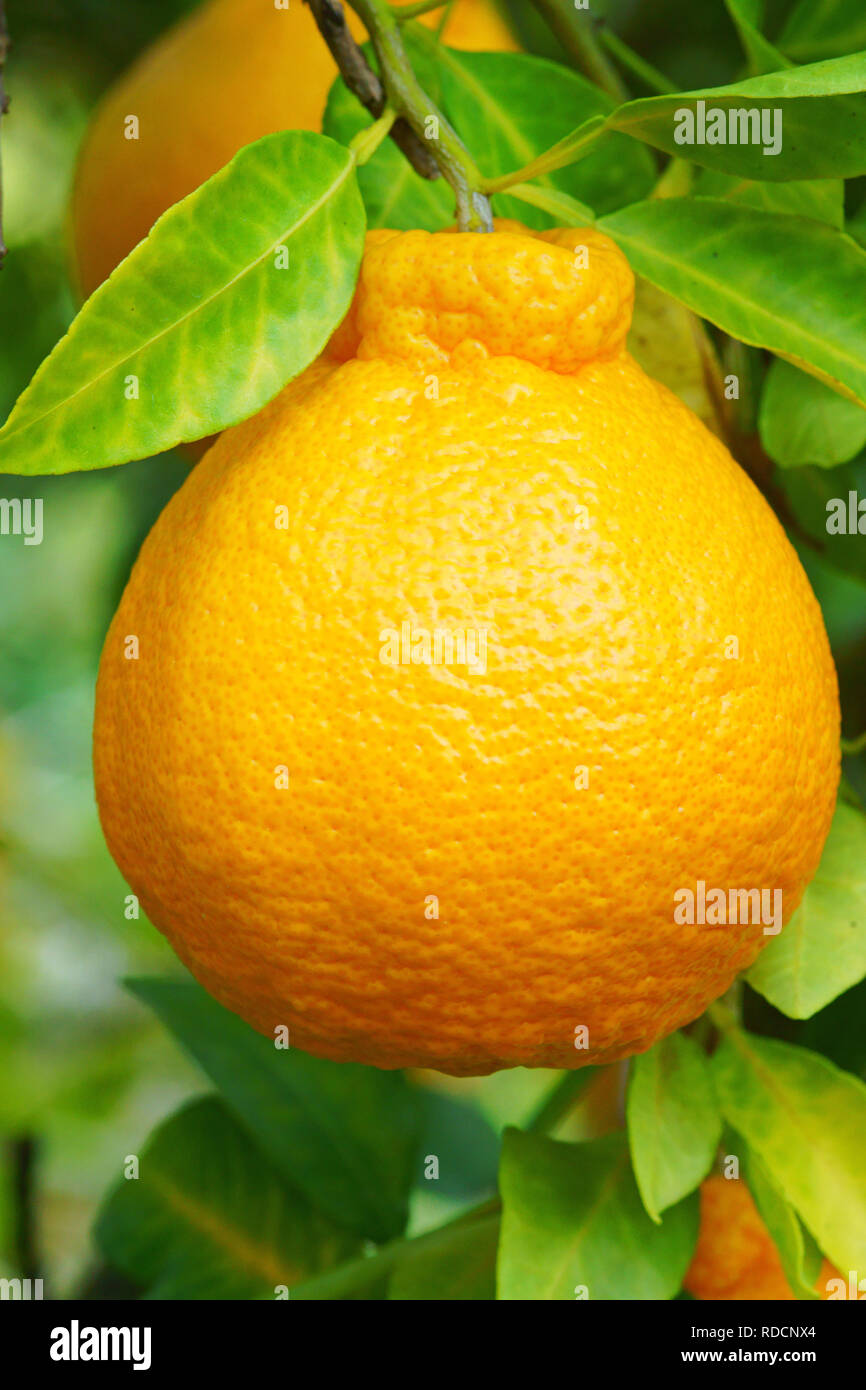 Dekopon (Citrus Fruit Stock Photo - Alamy
