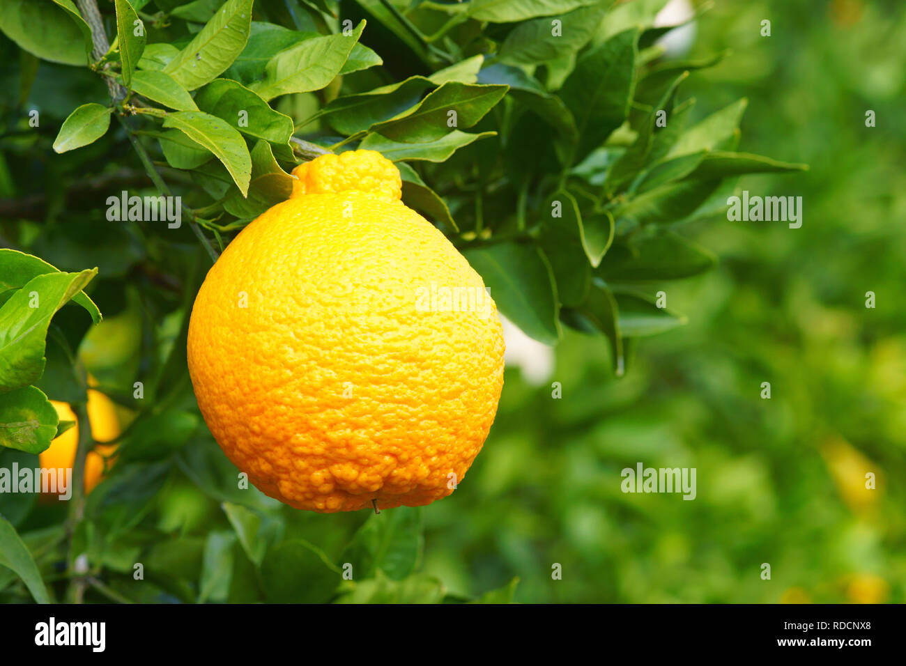 Dekopon (Citrus Fruit Stock Photo - Alamy