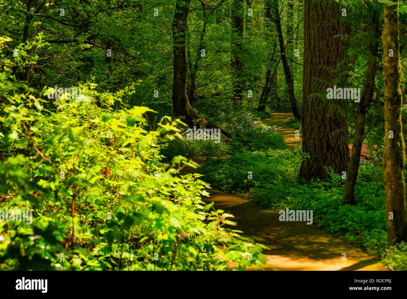 Hiking along a shady forest lined path in Forest Park west of downtown ...